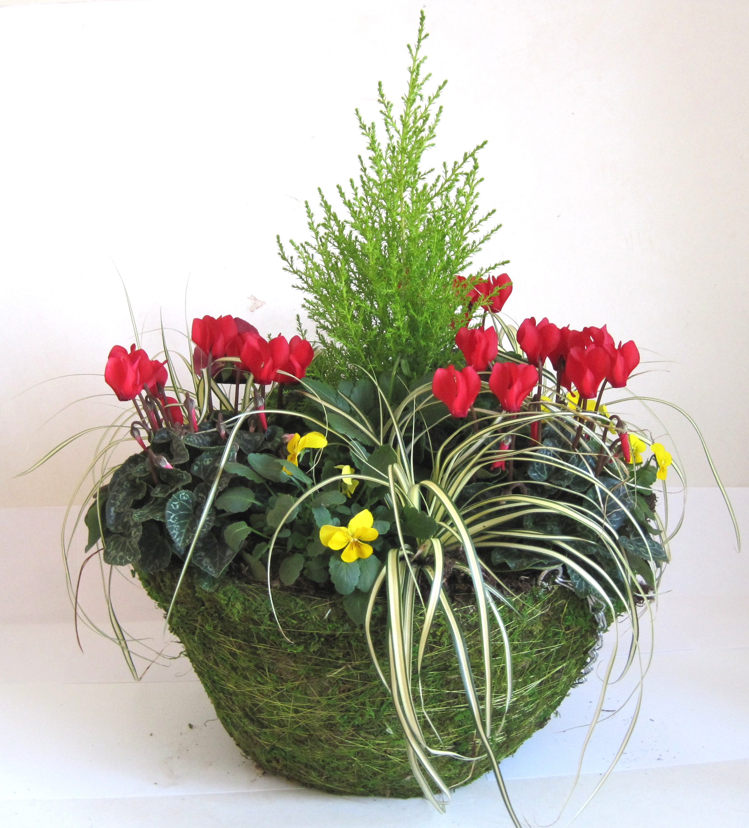 Amazon Moss For Hanging Baskets at Amy Beasley blog